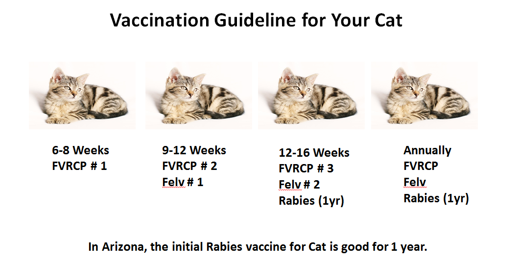 Vaccines For Cats In Phoenix AZ Catalina Animal Hospital LLC